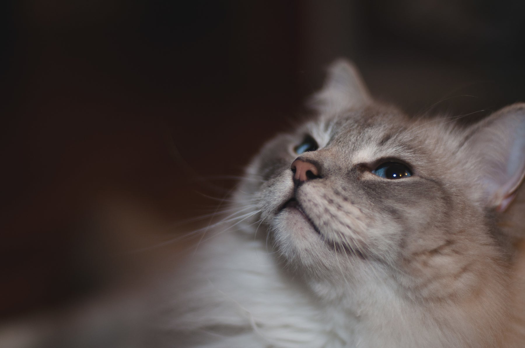Pet-Ever Freeze-dried pet food